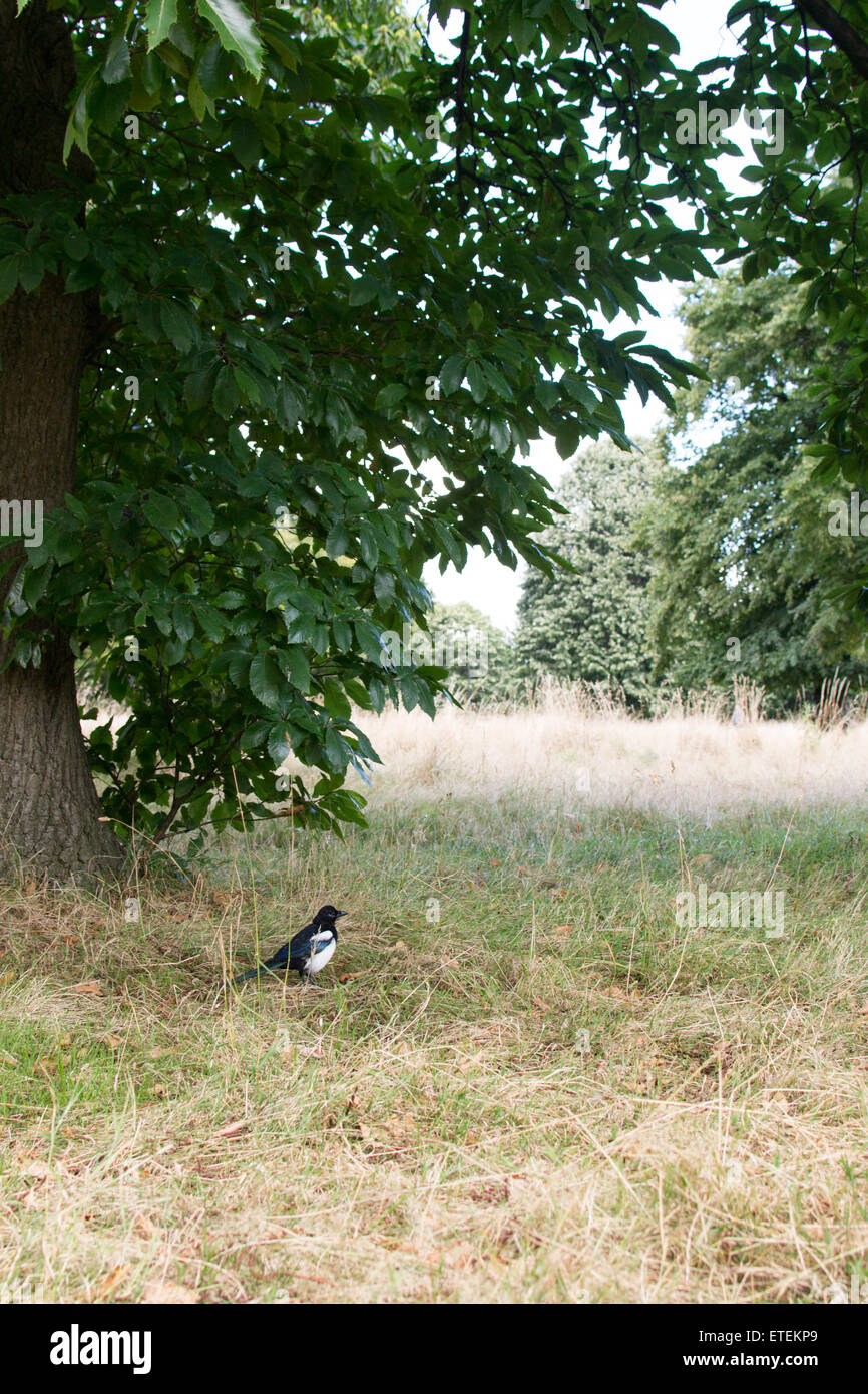A magpie in a park Stock Photo - Alamy