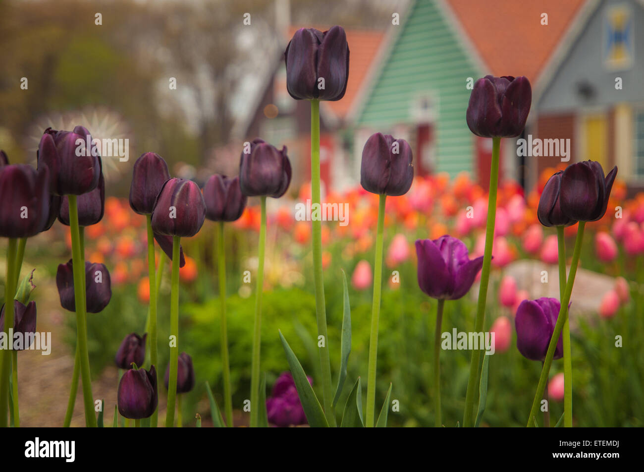 Holland michigan tulip festival hi-res stock photography and images - Alamy