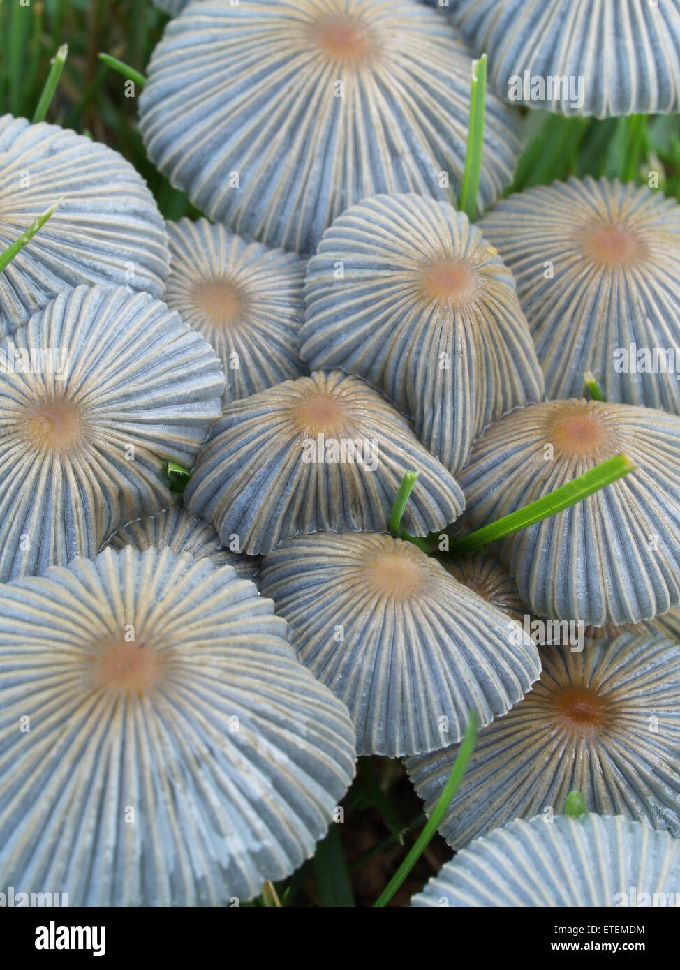 Mushrooms in the dewy morning Stock Photo - Alamy