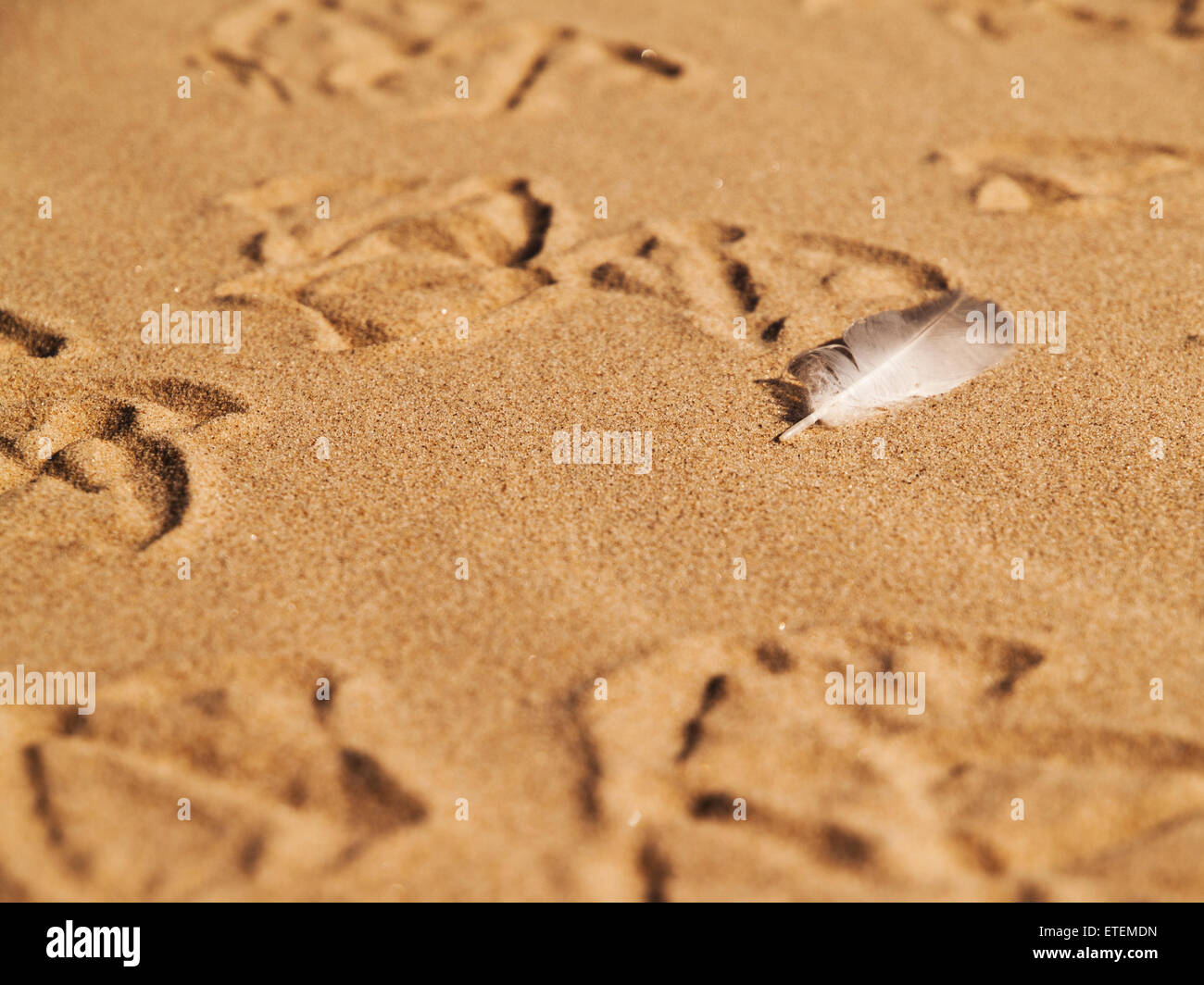 bird feather on the beach with imprints from a duck Stock Photo - Alamy