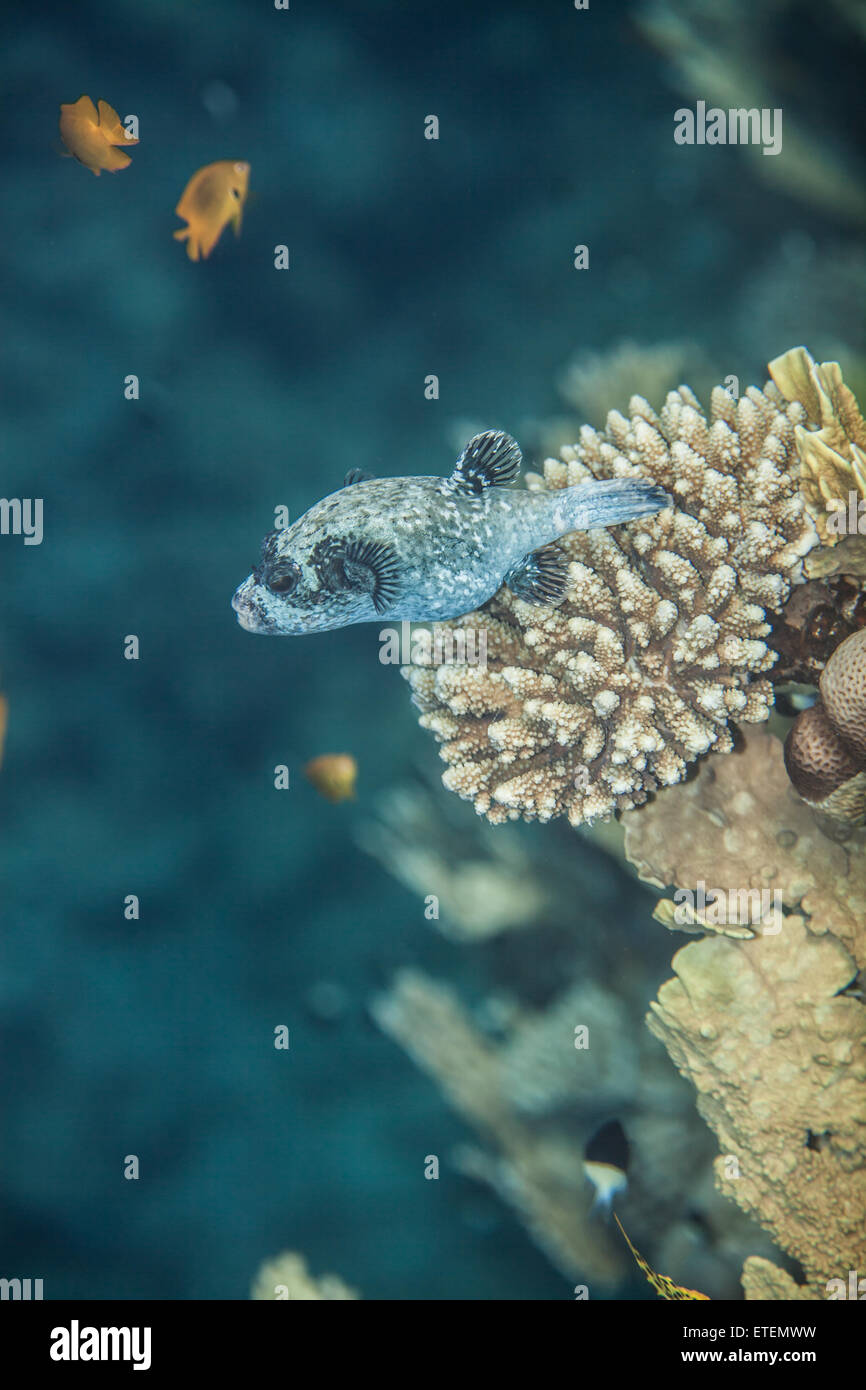 Masked pufferfish - Arothron diadematus Stock Photo - Alamy
