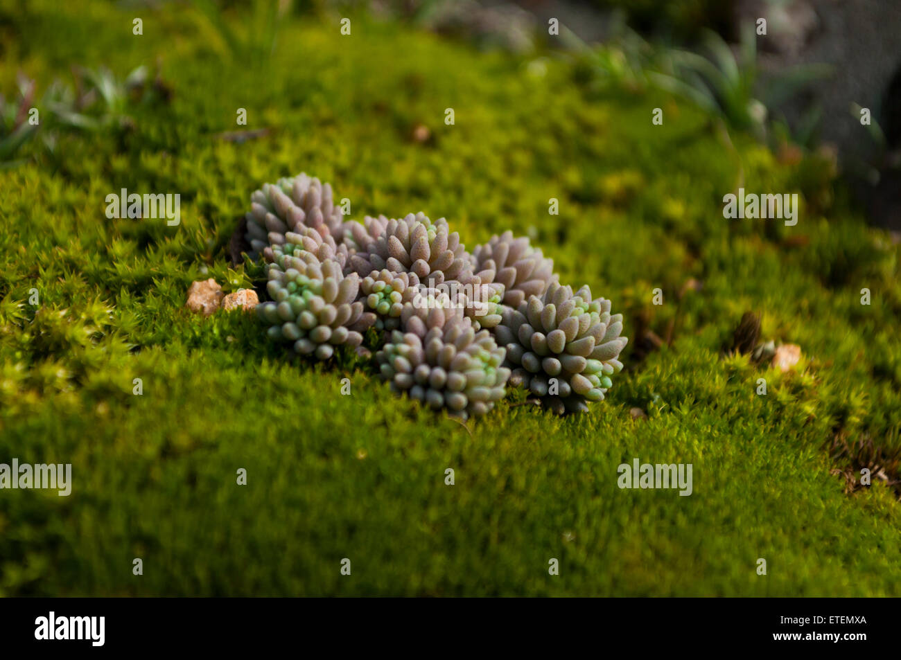 Moss patch hi-res stock photography and images - Alamy