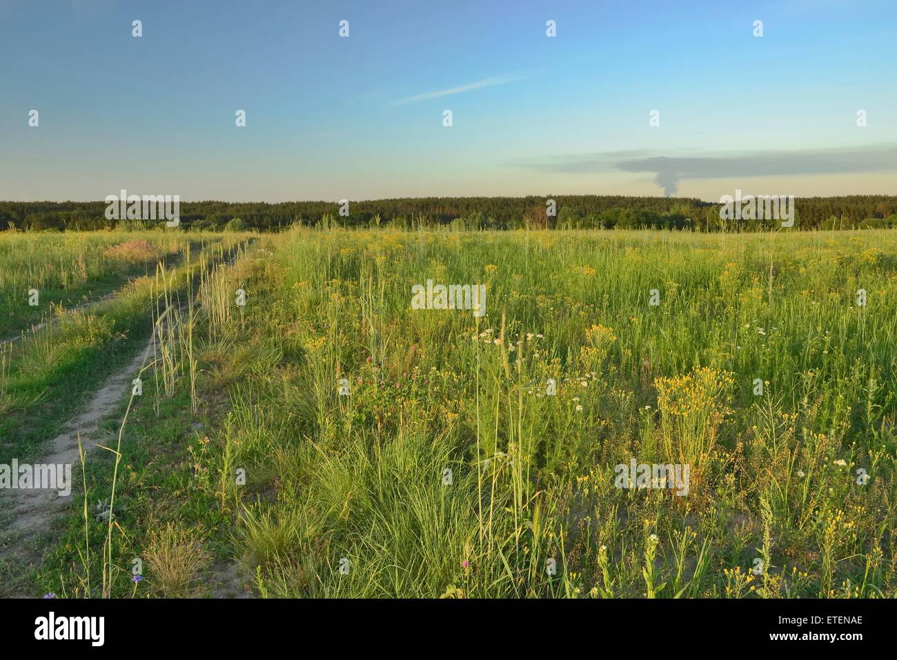 The road to the field Stock Photo - Alamy