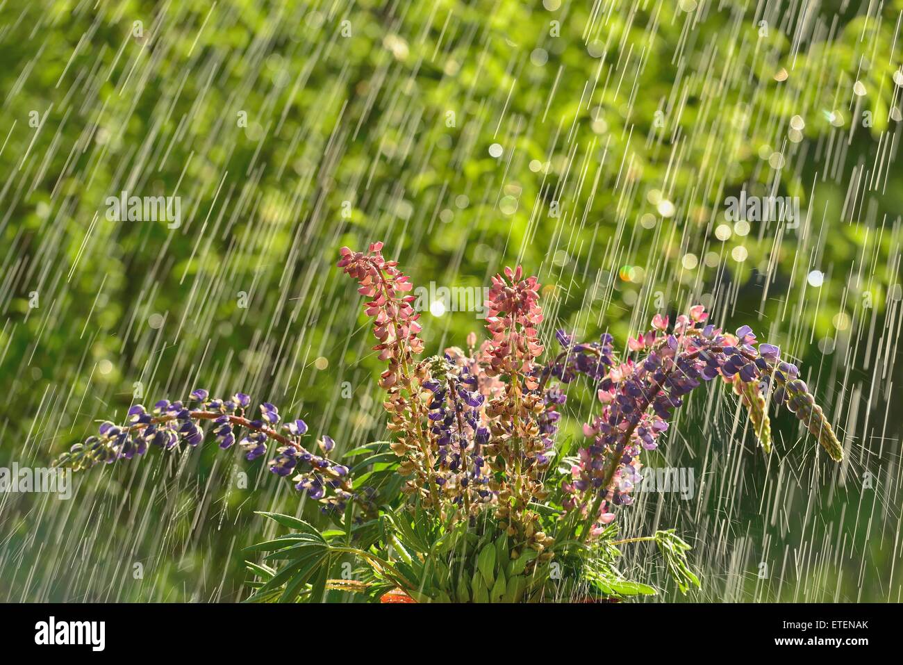 Summer rain and flowers Stock Photo - Alamy