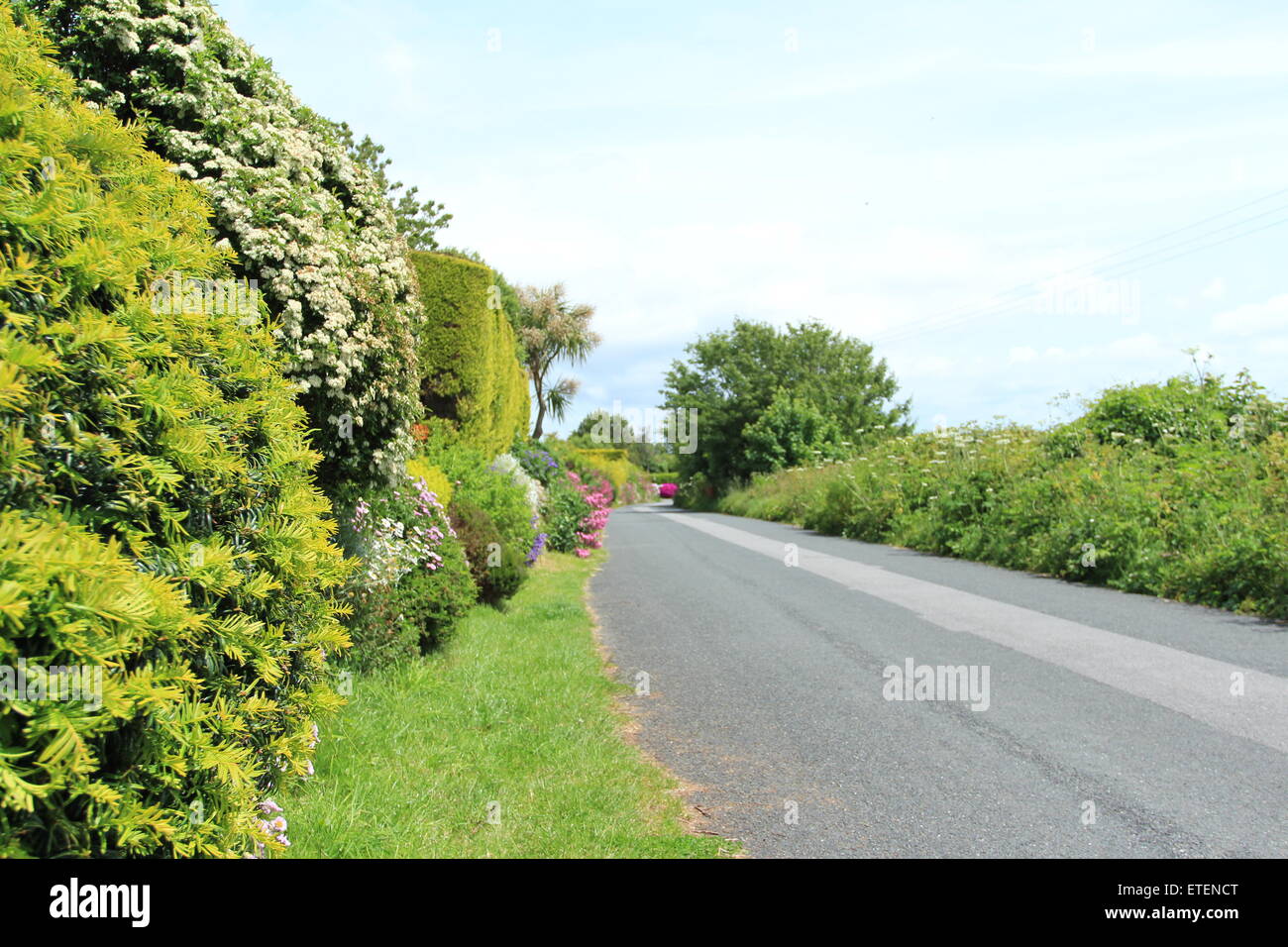Nature verge spring flowers hi-res stock photography and images - Alamy