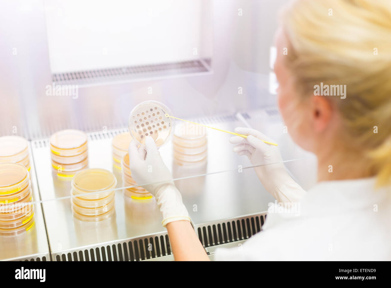 Scientist observing petri dish Stock Photo - Alamy