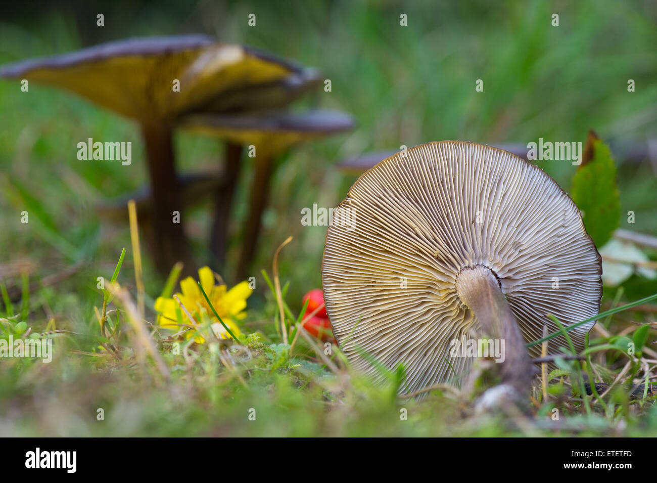 Blue stalk mushroom hi-res stock photography and images - Alamy