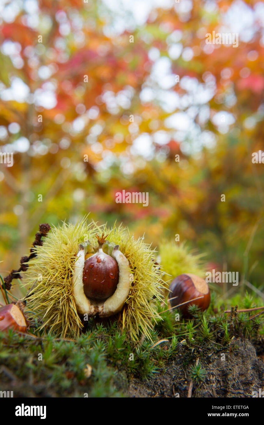 Water Husk Tree High Resolution Stock Photography and Images - Alamy
