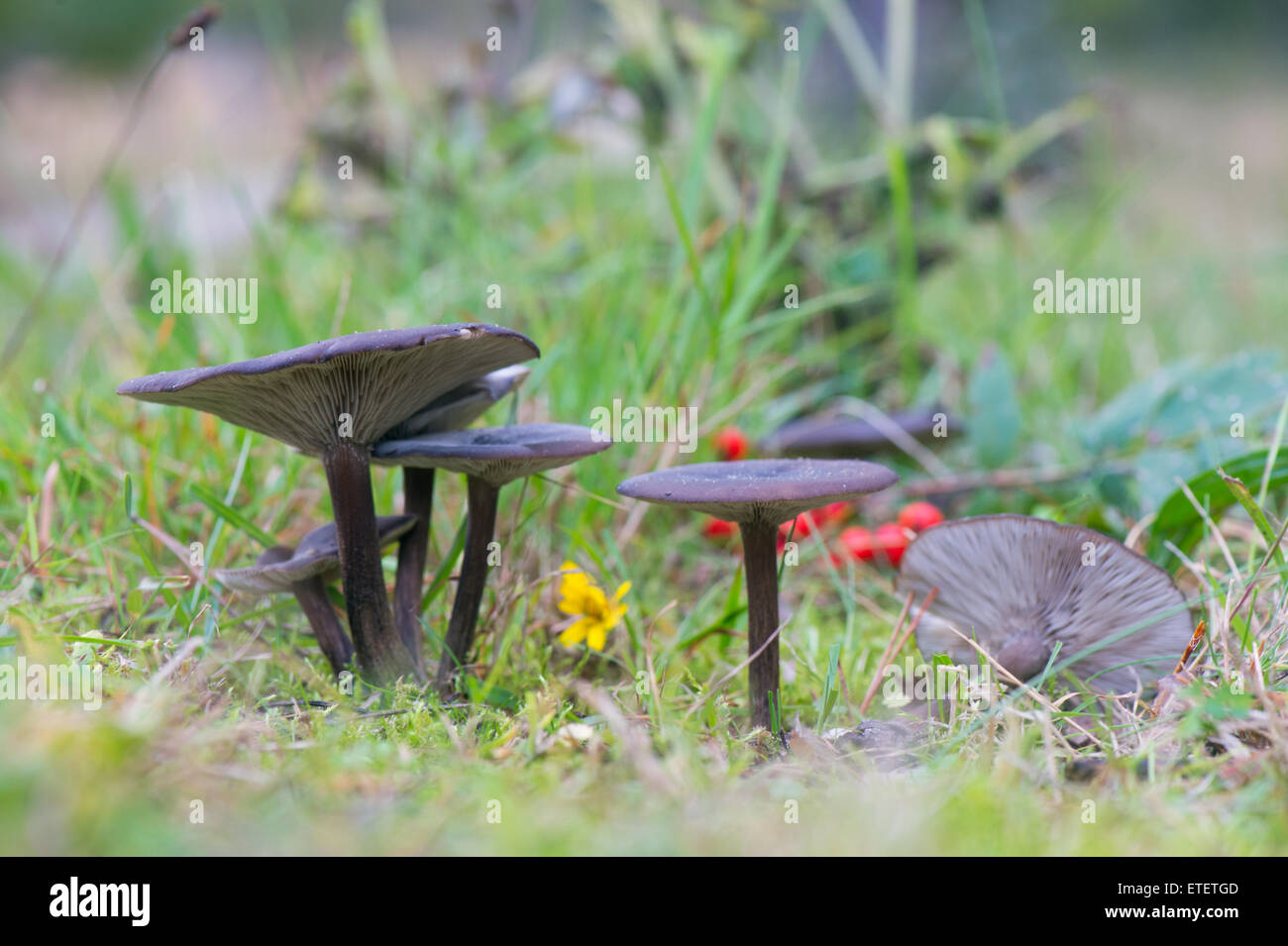 group blue stalk mushroom Stock Photo - Alamy
