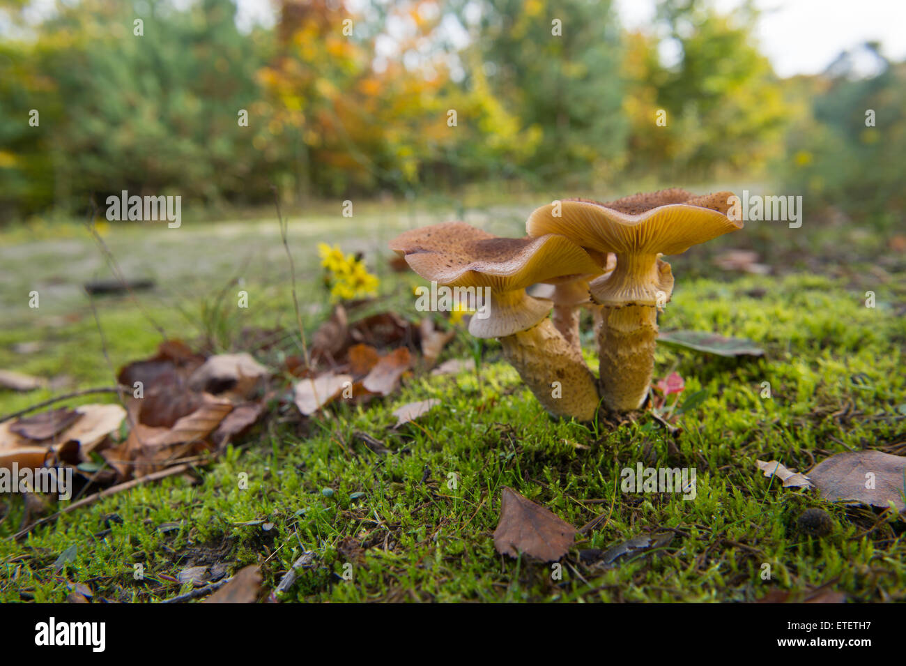 Shaggy Scalycap in forest Stock Photo - Alamy