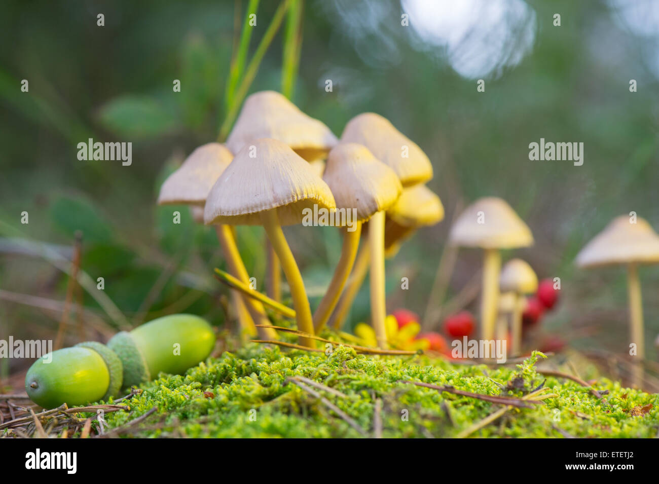 Group Nitrous bonnet in the forest Stock Photo - Alamy