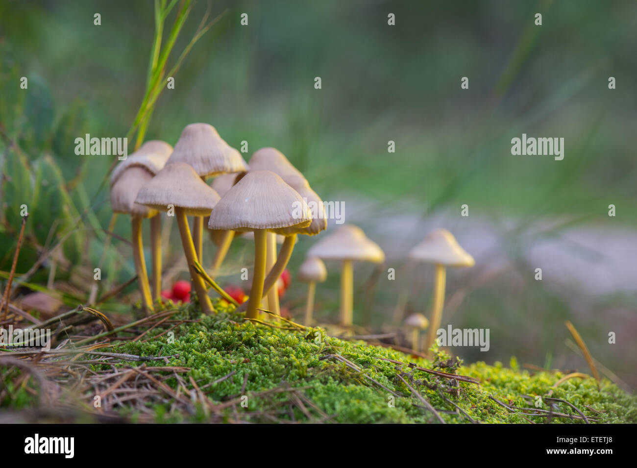 Group Nitrous bonnet in the forest Stock Photo - Alamy