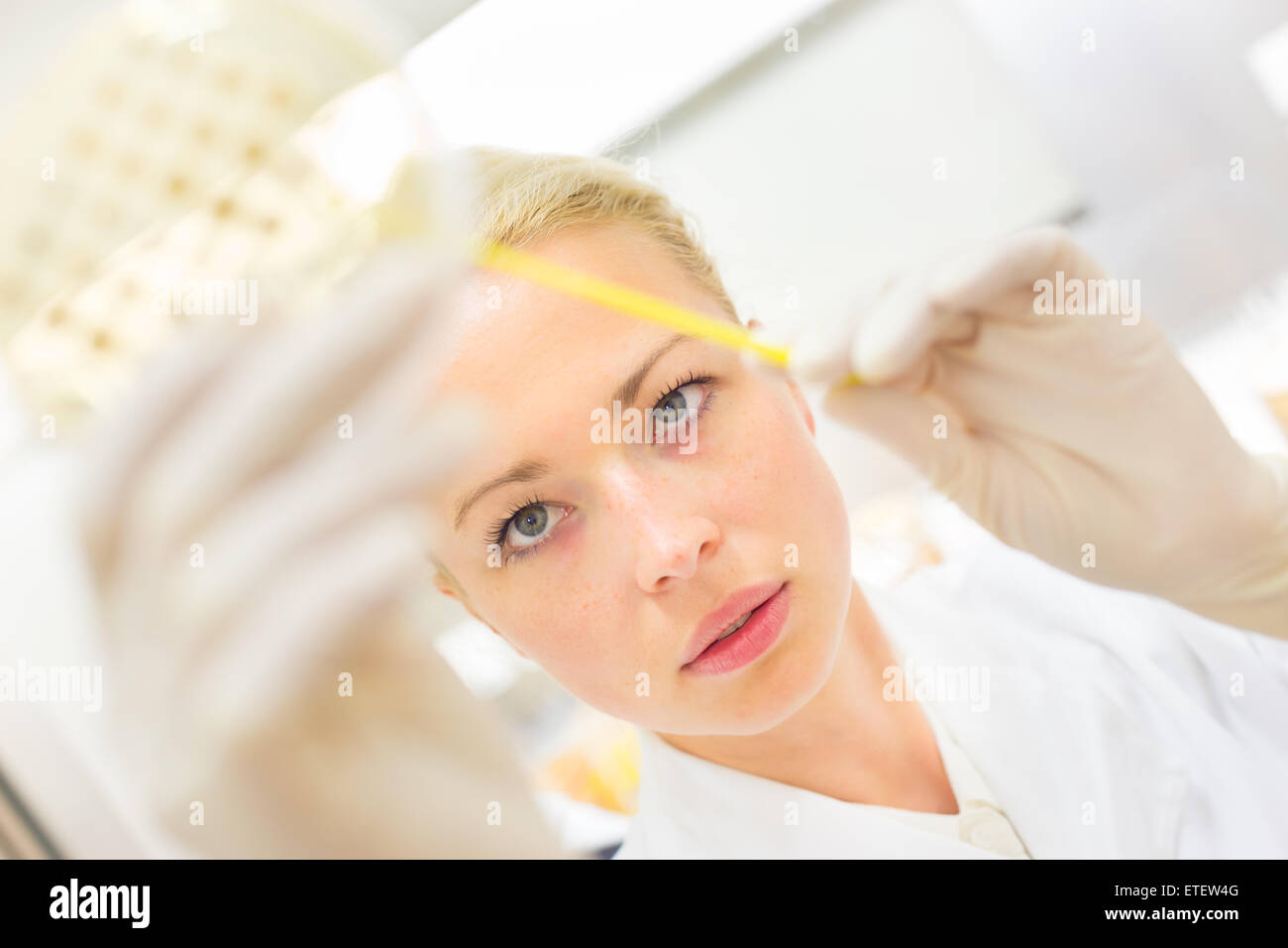 Scientist observing petri dish Stock Photo - Alamy