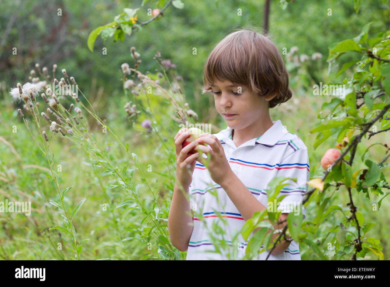 Boy holding an apple next to an apple tree in a garden Stock Photo - Alamy
