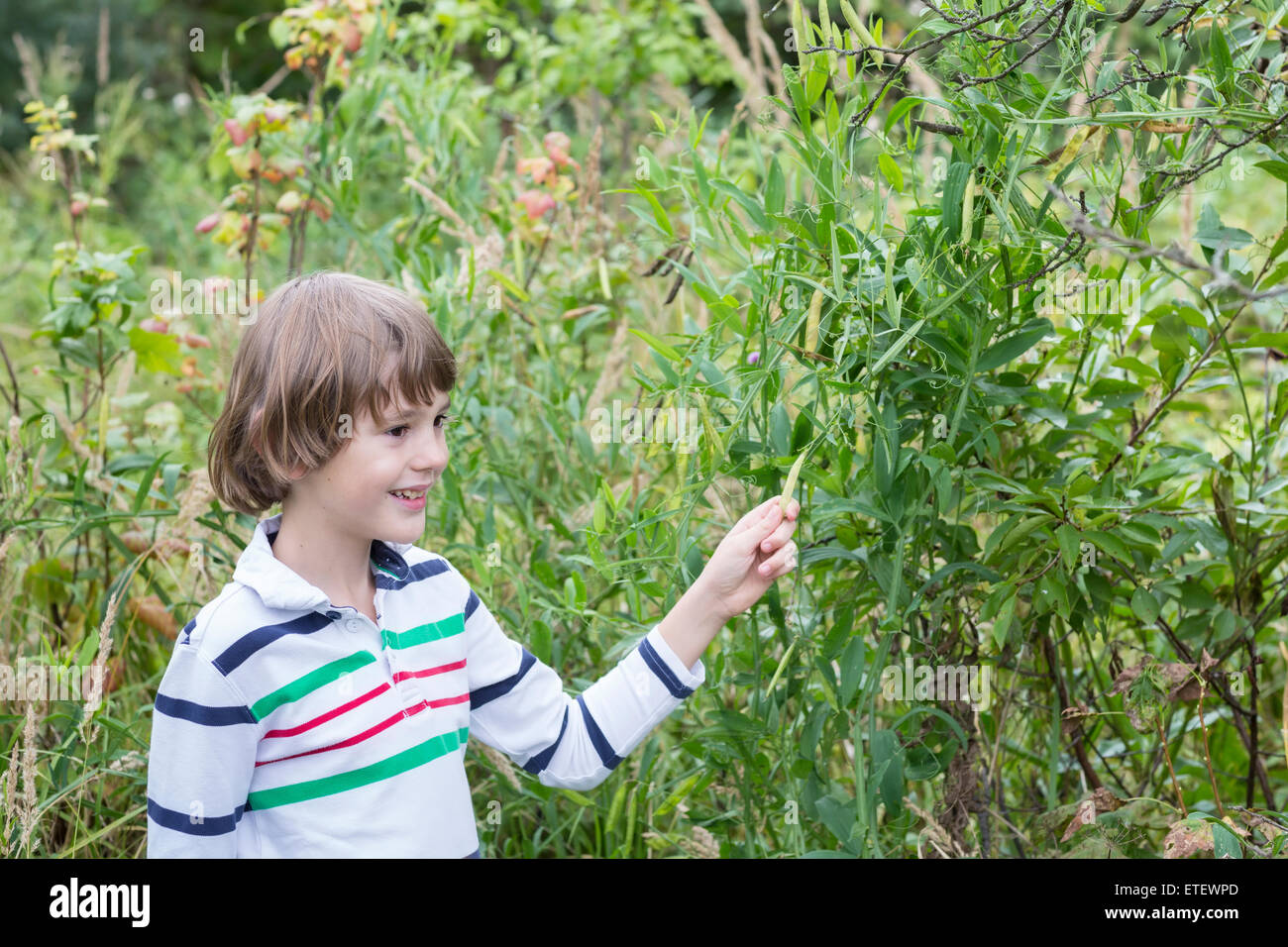 Child picking green peas outside Stock Photo - Alamy