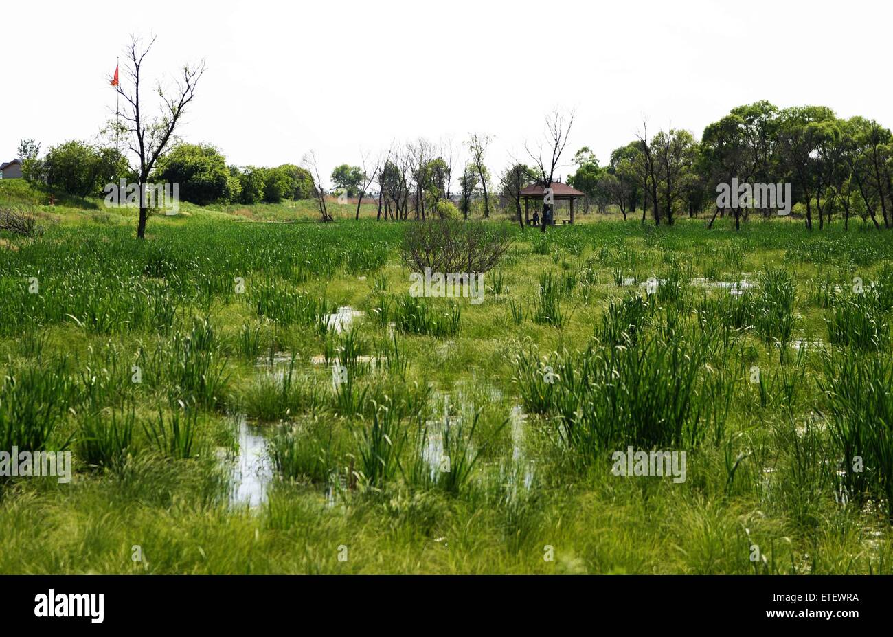 Harbin, China's Heilongjiang Province. 13th June, 2015. Tourists go ...