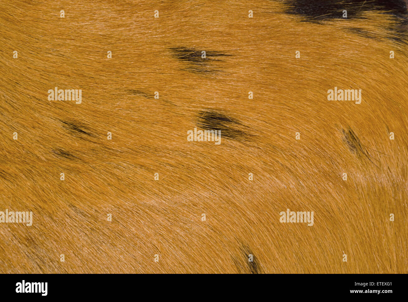 Animal hair wallpaper Stock Photo - Alamy