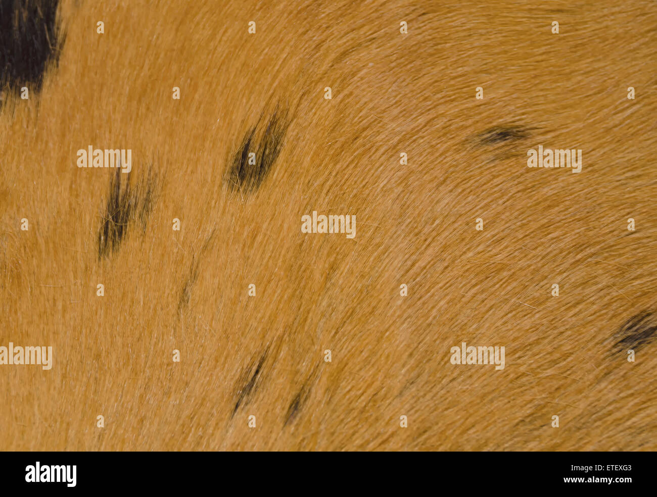Animal hair wallpaper Stock Photo - Alamy