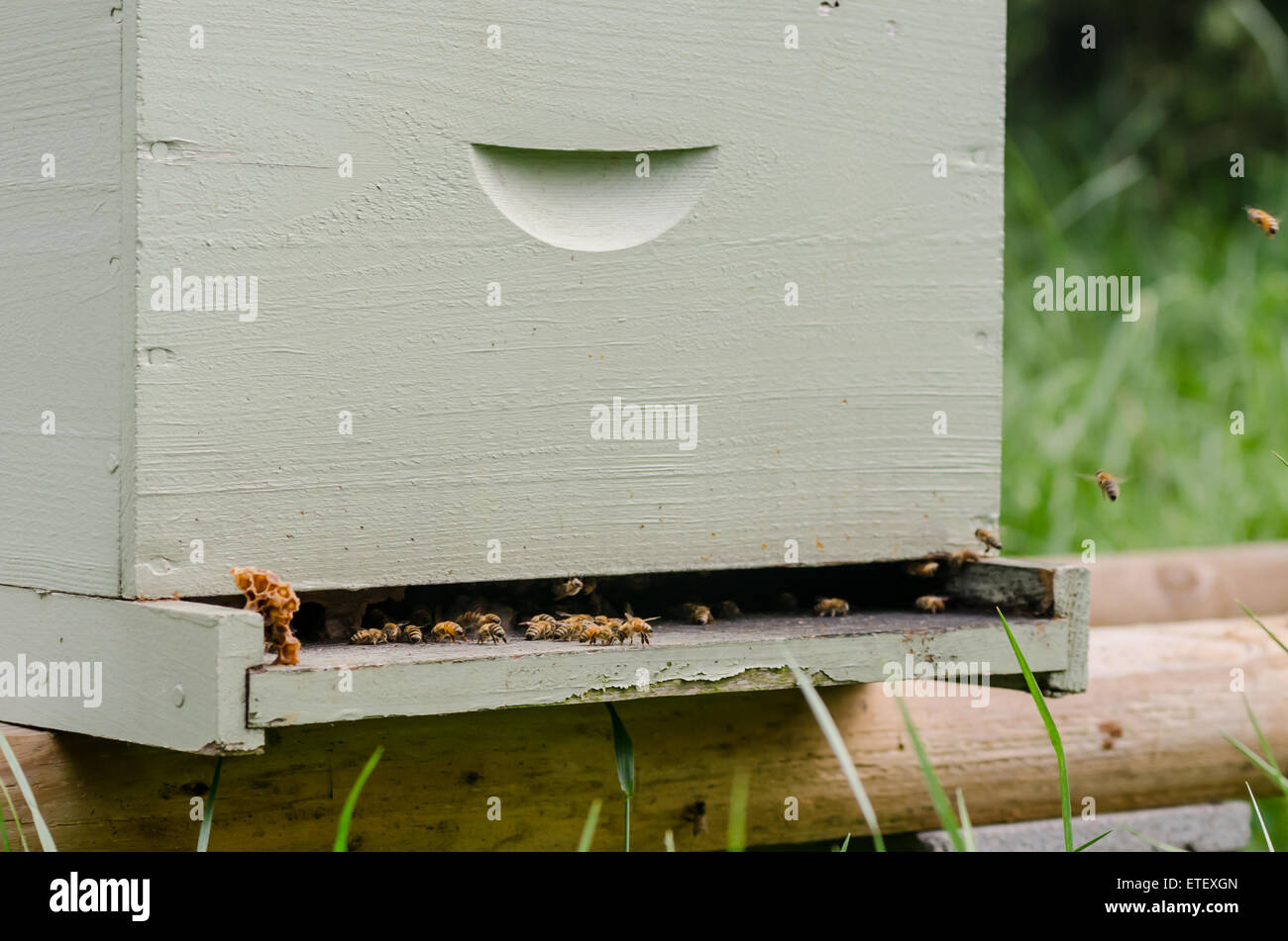 Bees fly toward and land on a box serving as a nest Stock Photo - Alamy