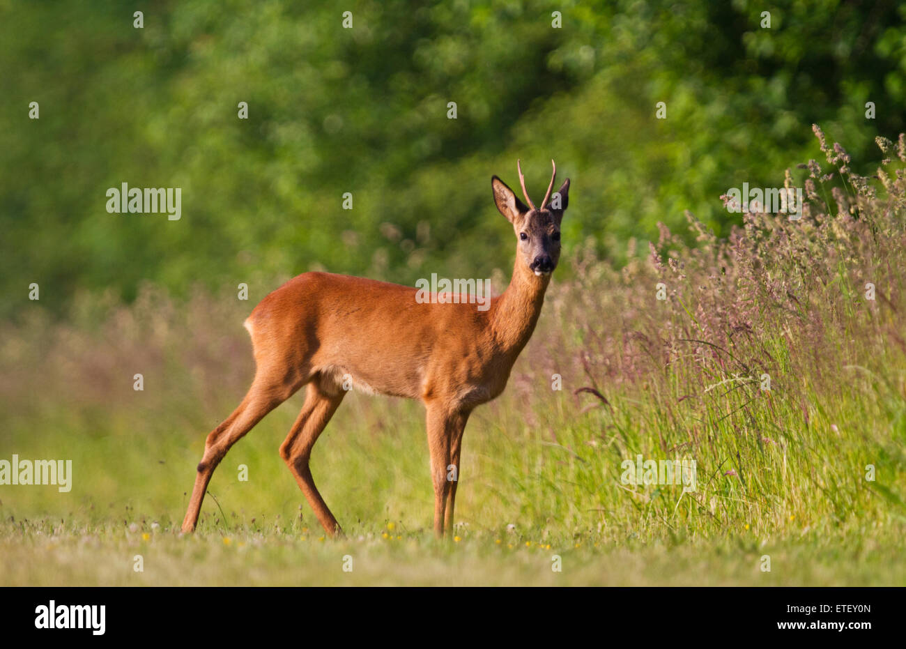 Male roe deer hi-res stock photography and images - Alamy