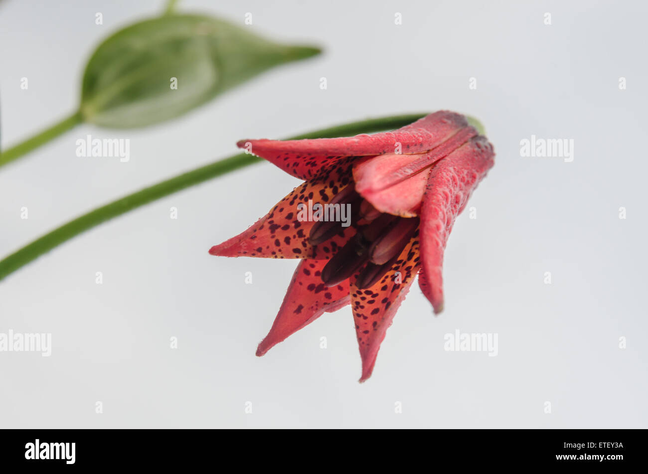 The underside of a rare Gray's Lily against an overcast sky Stock Photo ...