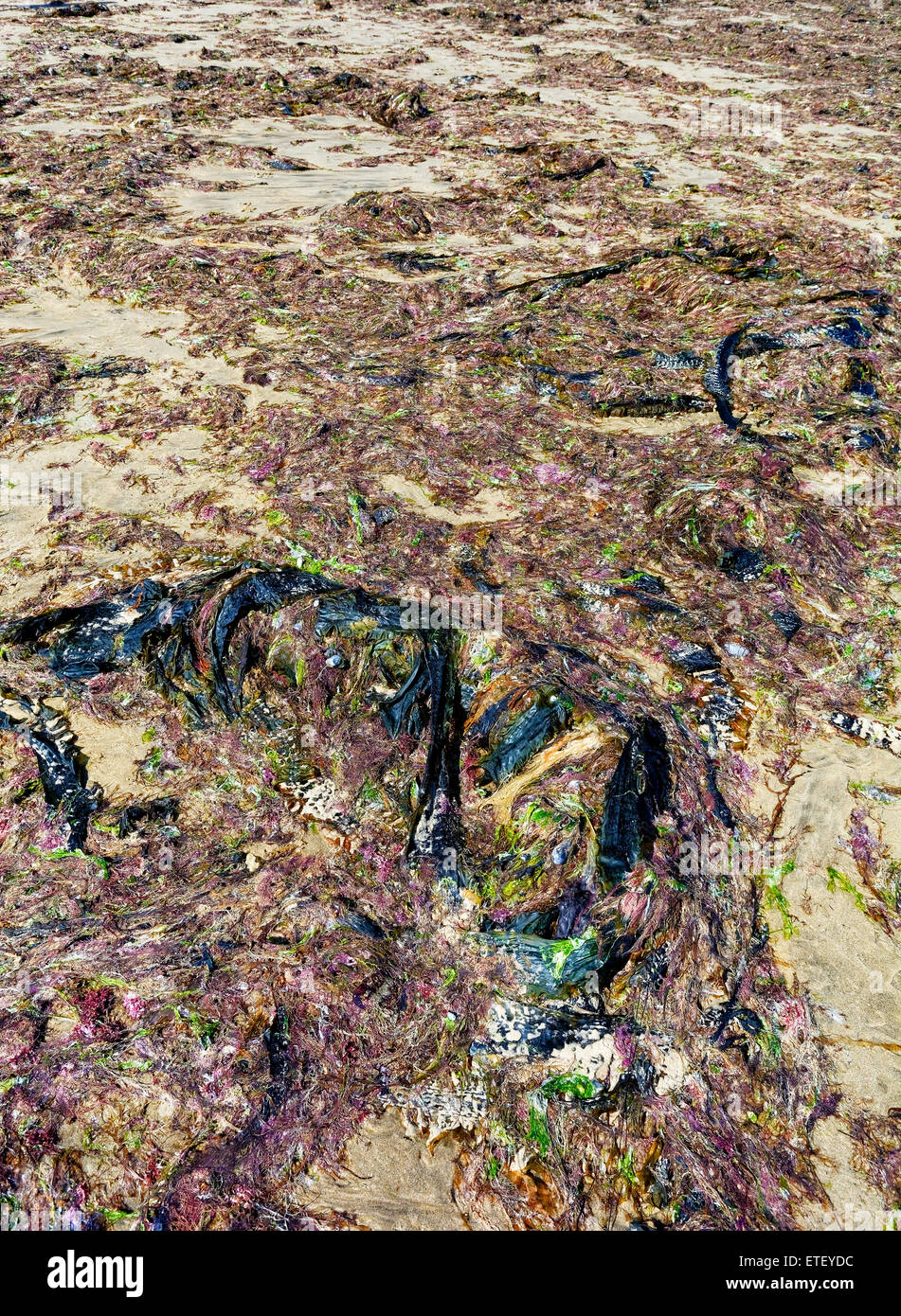 Shrivel High Resolution Stock Photography and Images - Alamy