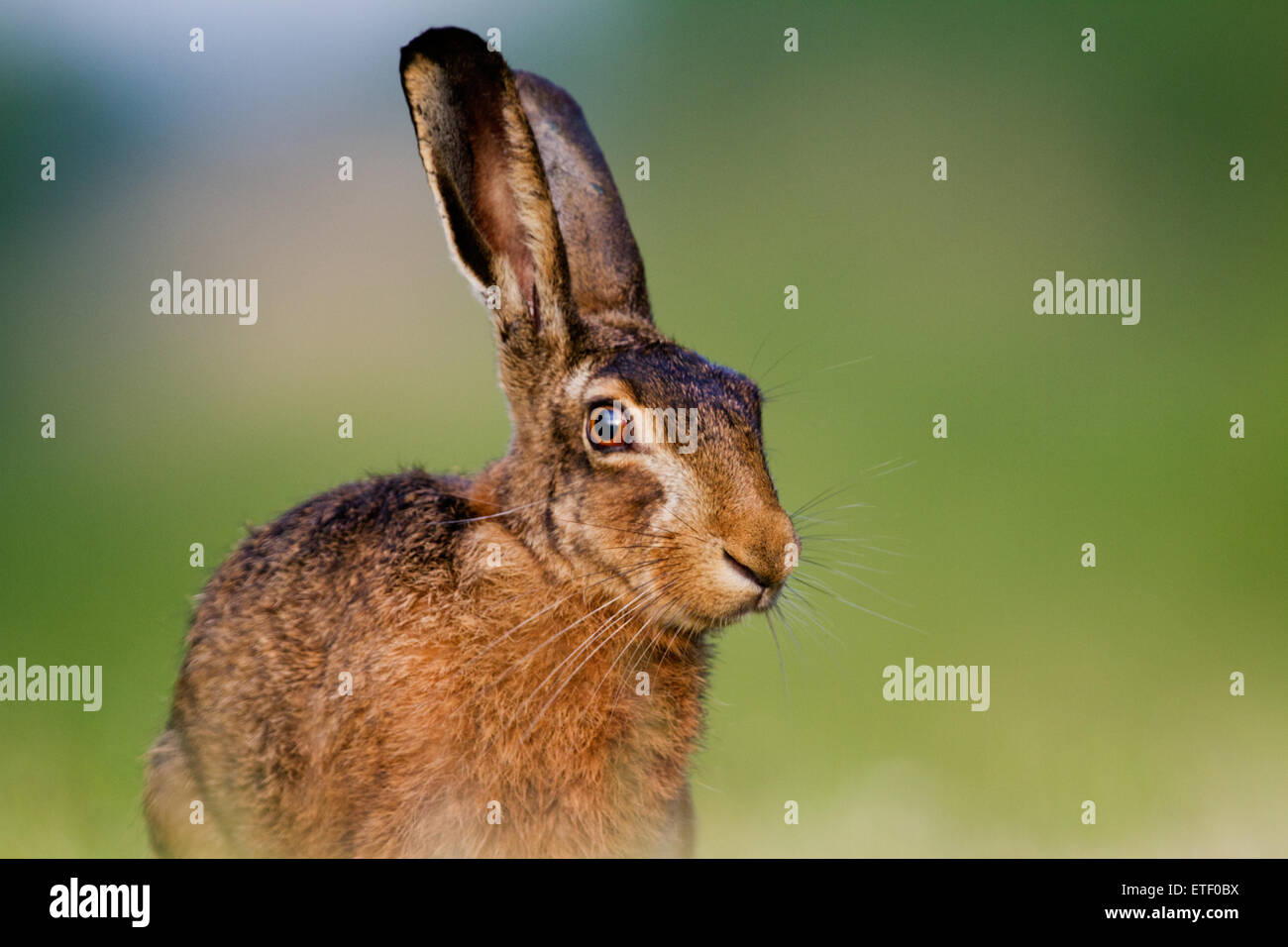 Jackrabbit hi-res stock photography and images - Alamy