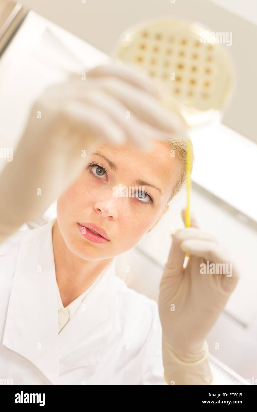 Scientist observing petri dish Stock Photo - Alamy