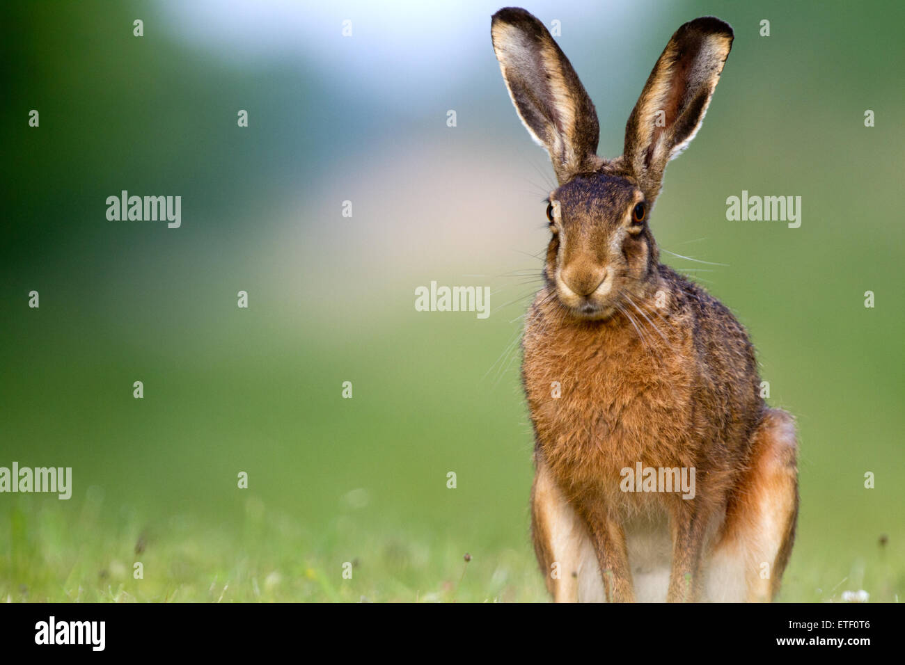 Jackrabbit hi-res stock photography and images - Alamy