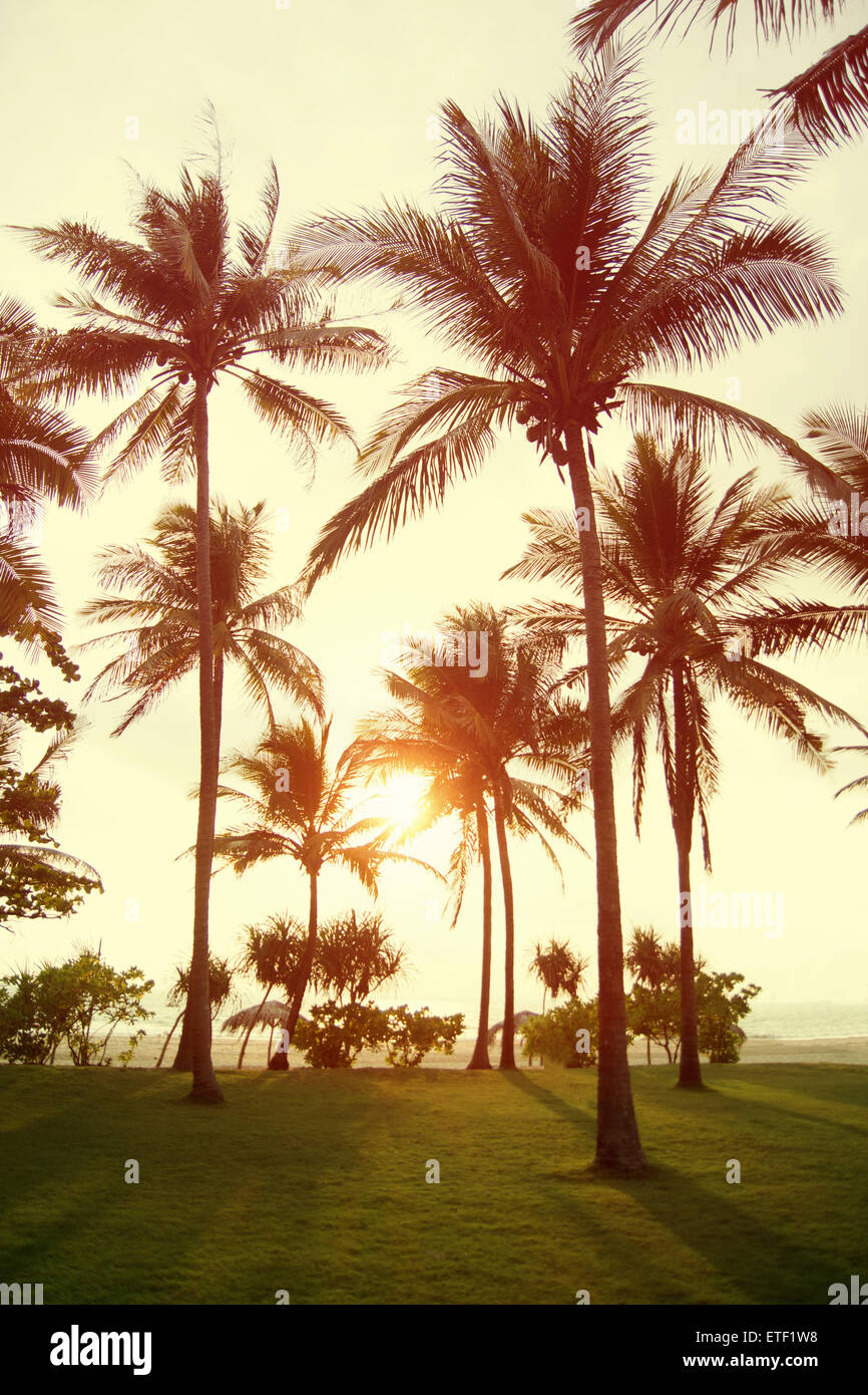 Palm Trees at Sunset at the Beach in Myanmar, Burma Stock Photo - Alamy