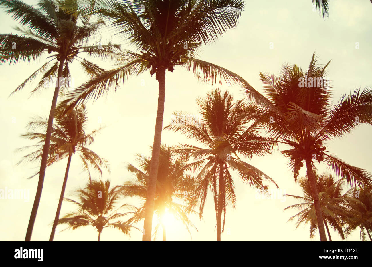 Palm Trees at Sunset Stock Photo - Alamy