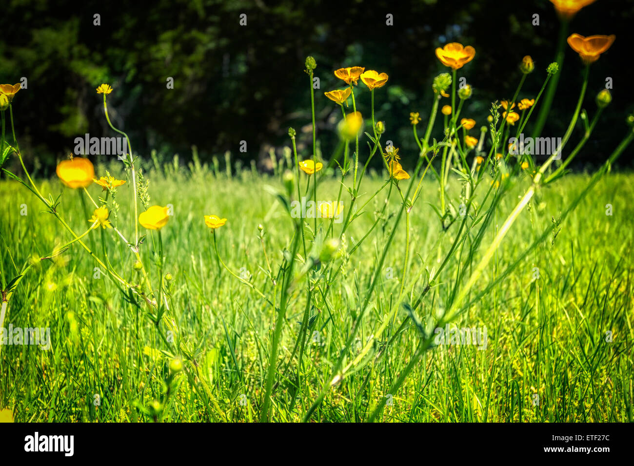 Grassy landscape hi-res stock photography and images - Alamy