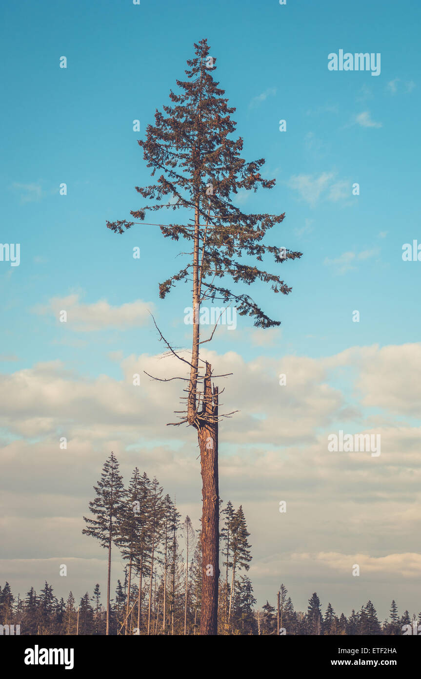A young evergreen fir tree grows from the trunk of an older dead tree ...