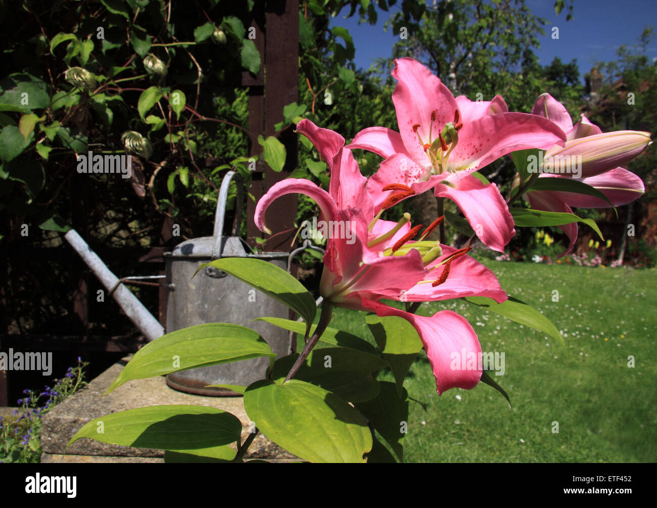 Seeds lilies hi-res stock photography and images - Alamy