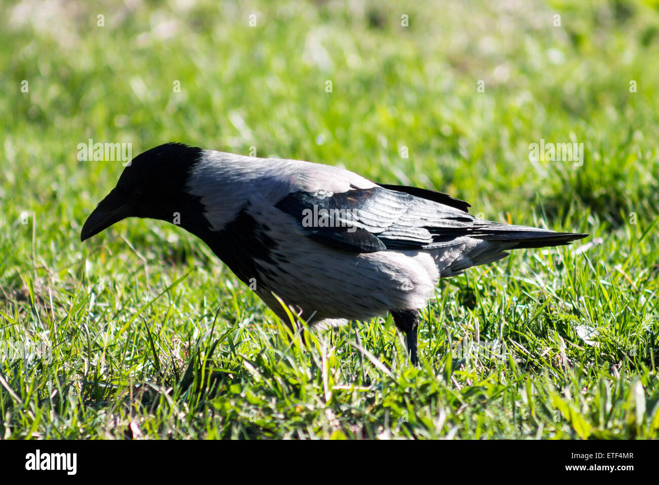Hooded Crow (Corvus cornix), standing on a grassland during sunny ...