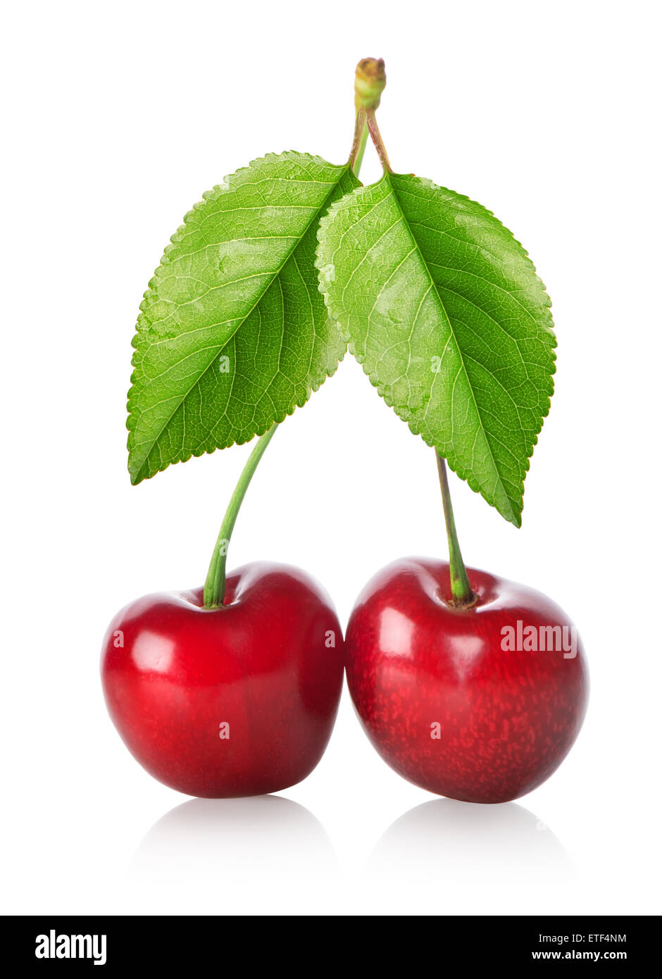 Two red cherries isolated on a white background Stock Photo - Alamy