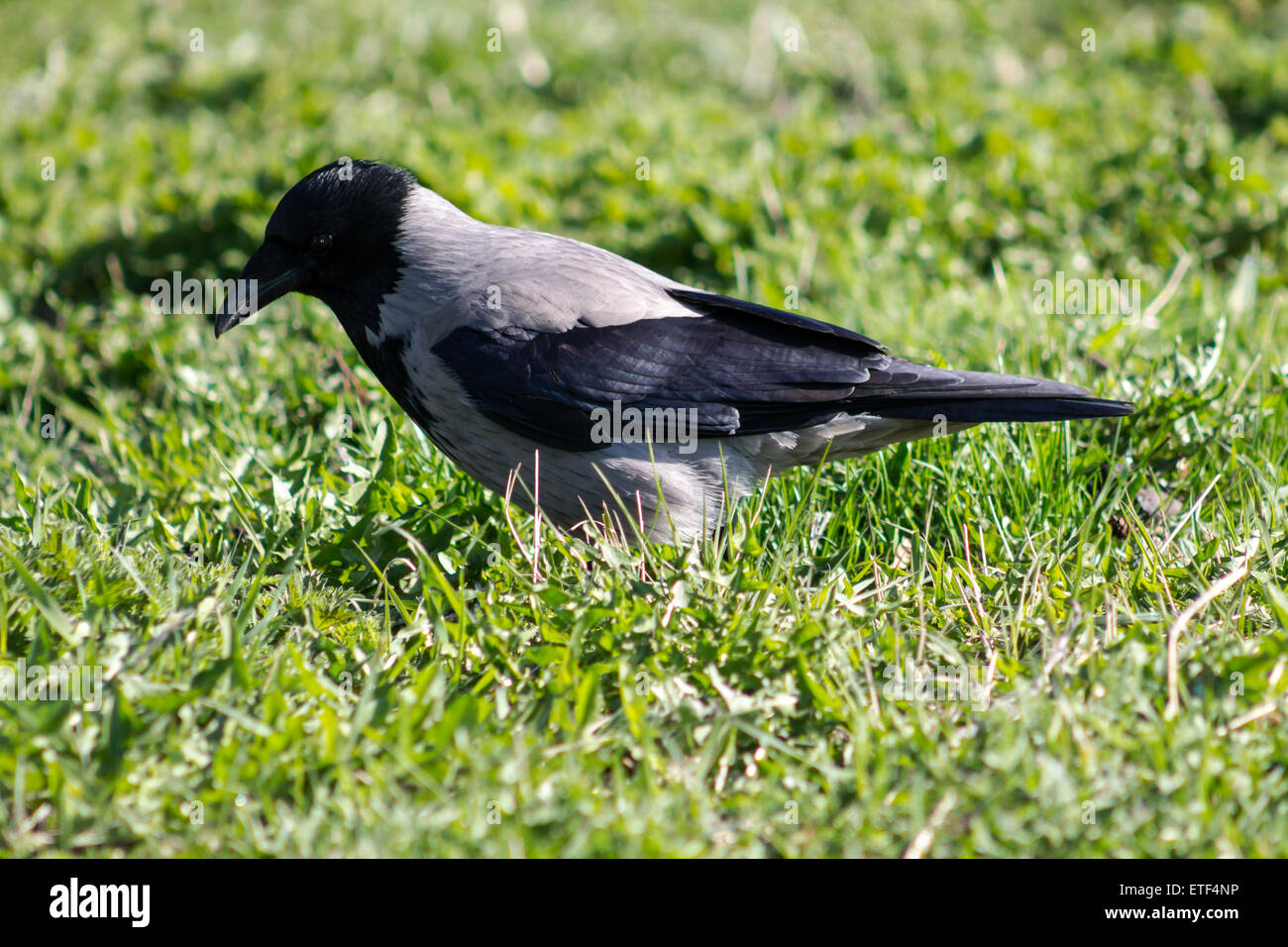 Hooded Crow (Corvus cornix), standing on a grassland during sunny ...