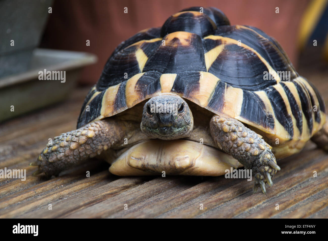 A shot of a Hermann Tortoise Stock Photo - Alamy