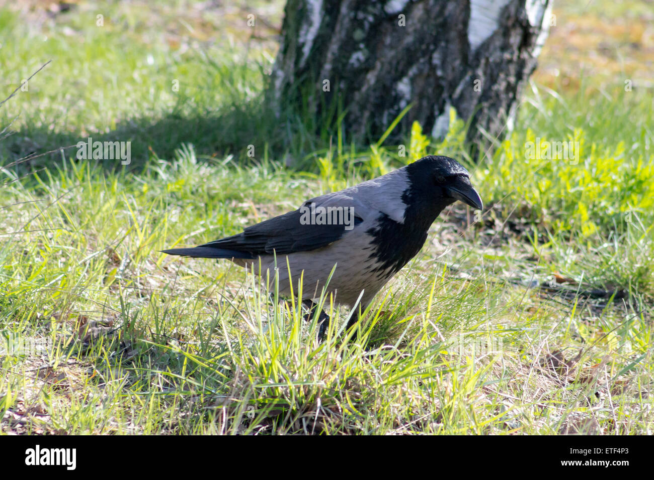 Hooded Crow (Corvus cornix), standing on a grassland during sunny ...