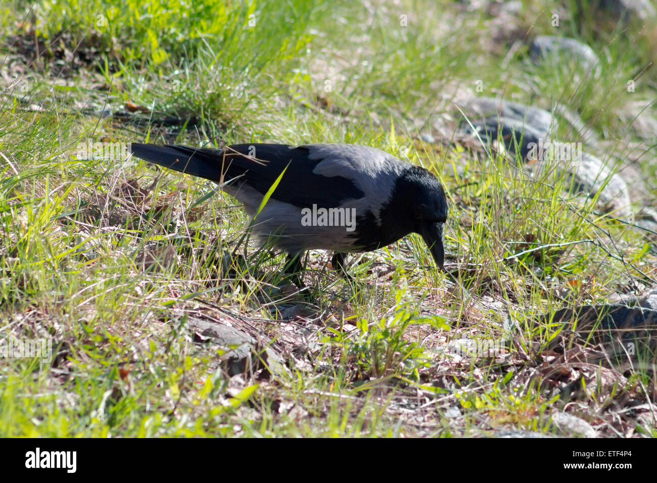 Hooded Crow (Corvus cornix), standing on a grassland during sunny ...
