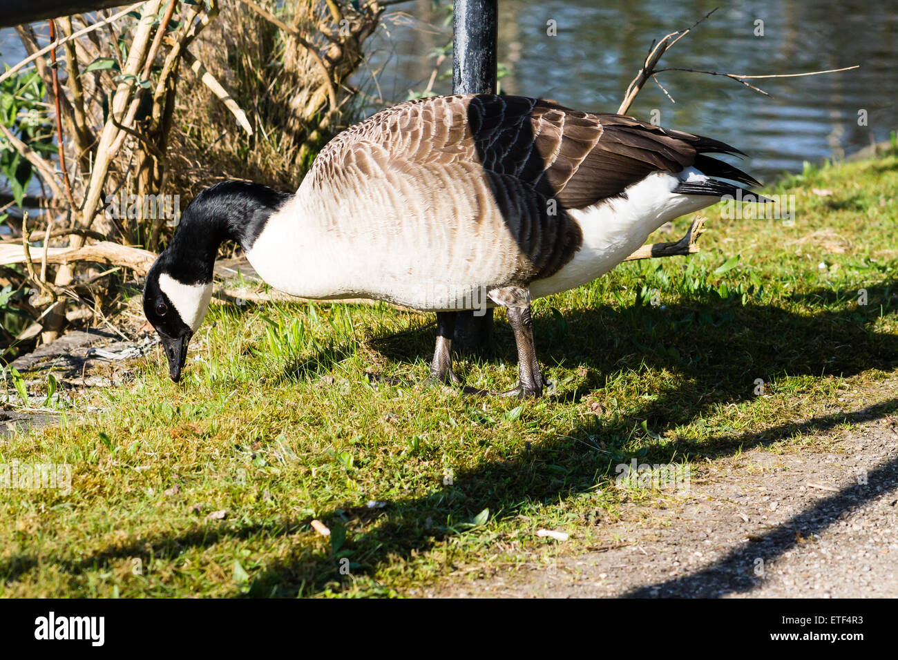 Canada Goose (Branta Canadensis), resting and feeding next to Ashton ...