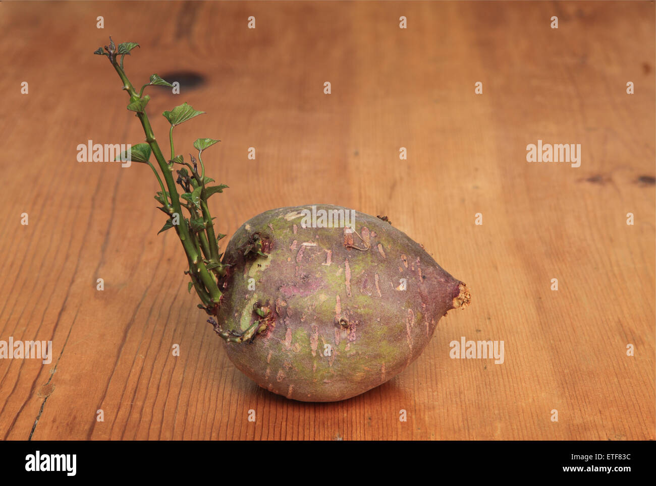 Sprouting potato hi-res stock photography and images - Alamy