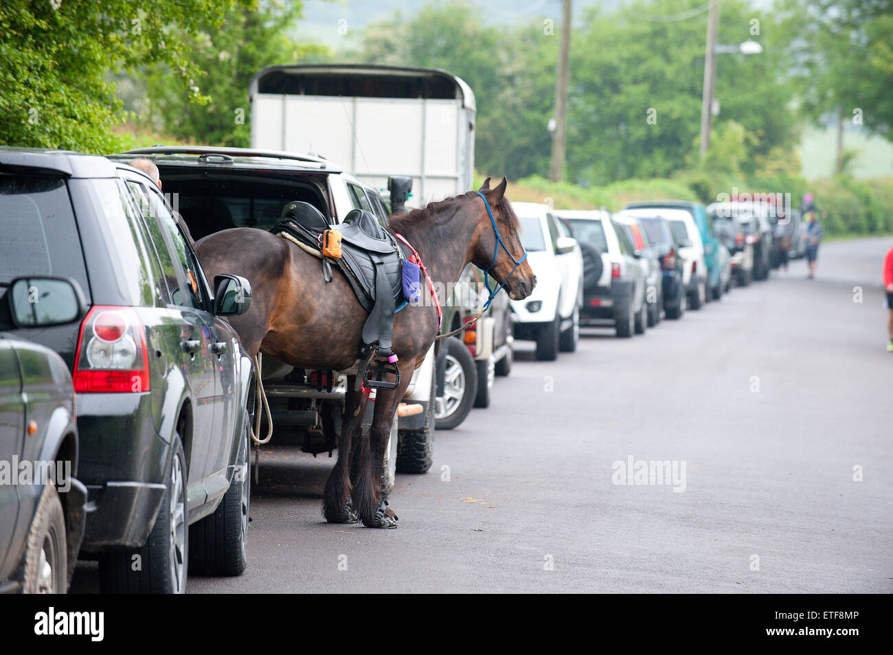 Horse run over car hi-res stock photography and images - Alamy
