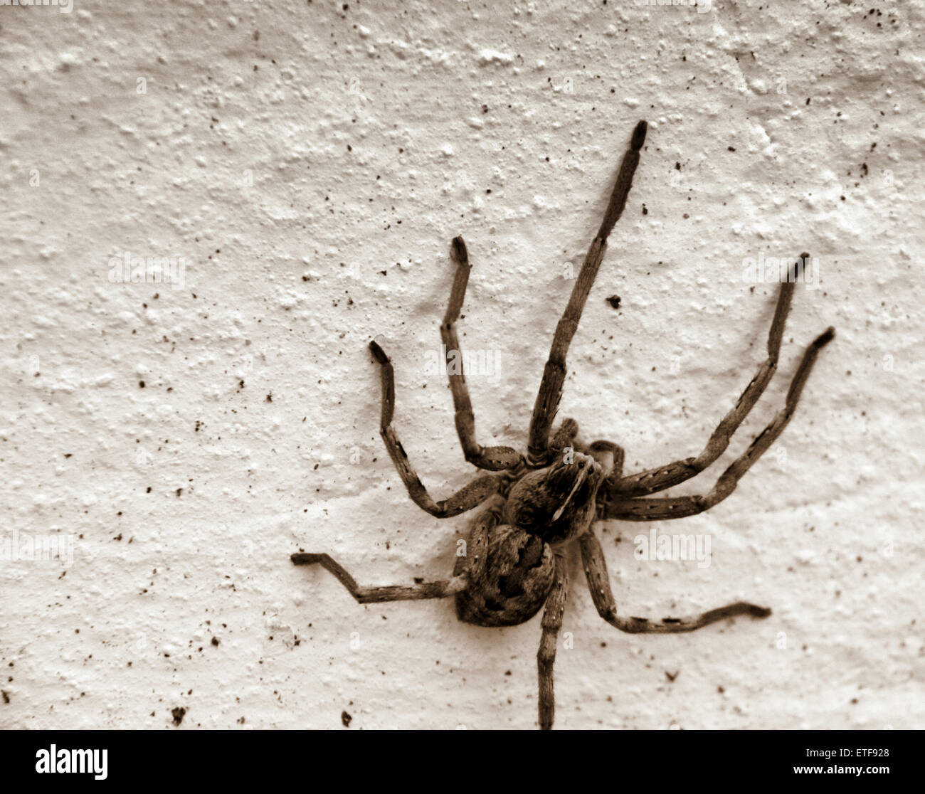 Huge spider hi-res stock photography and images - Alamy