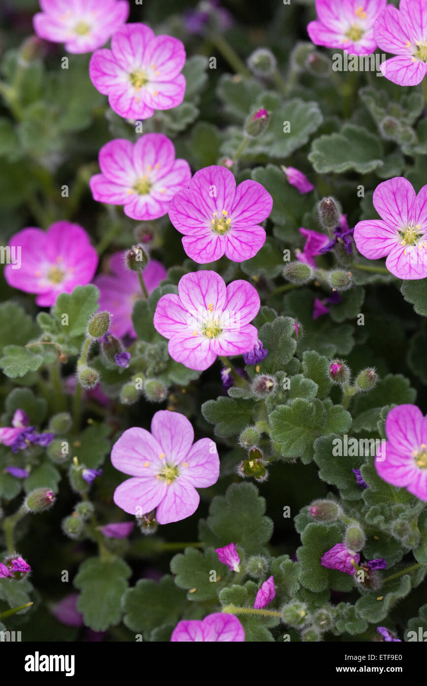 Erodium variabile roseum hi-res stock photography and images - Alamy