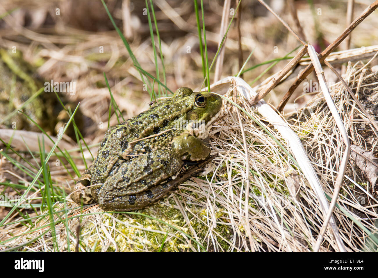 Green frog sitting in the grass Stock Photo - Alamy