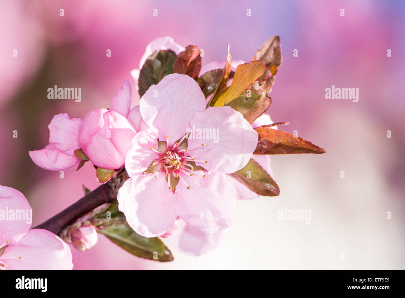 Blossoms of the Prunus persica 'Spring Glory' peach tree Stock Photo ...