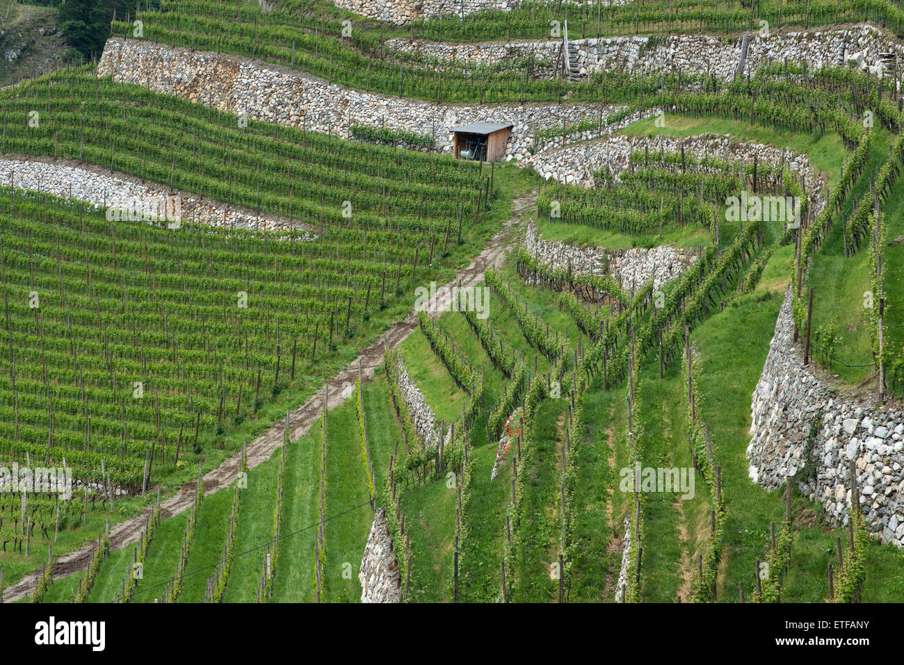 vineyards of Monastery Neustift Vahrn near Brixen Trentino Italy Stock ...
