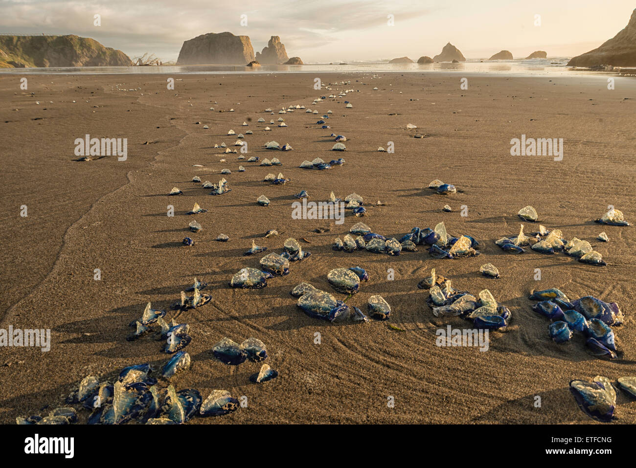 Close up of Sea Raft Jellyfish (Valella Valella) on the sand in Bandon ...