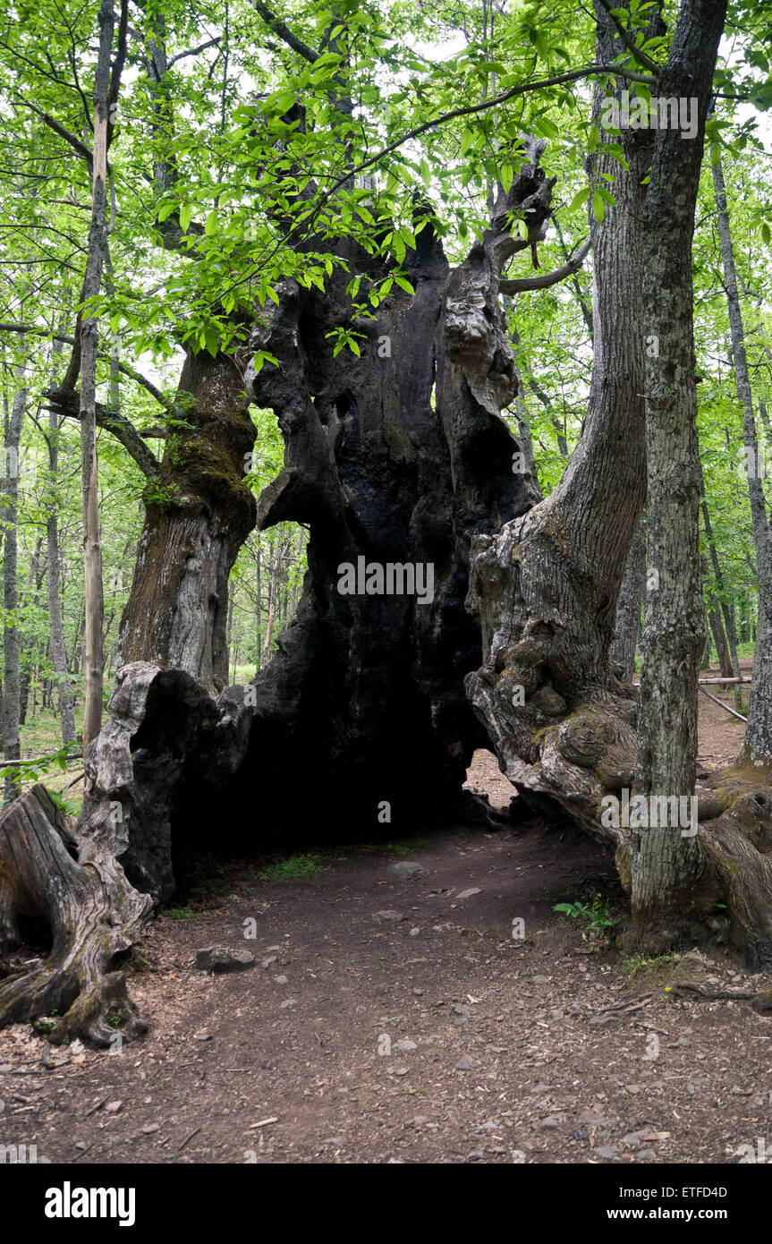 Ancient chestnut tree in Iruelas Valley Natural Park, Avila, Spain ...